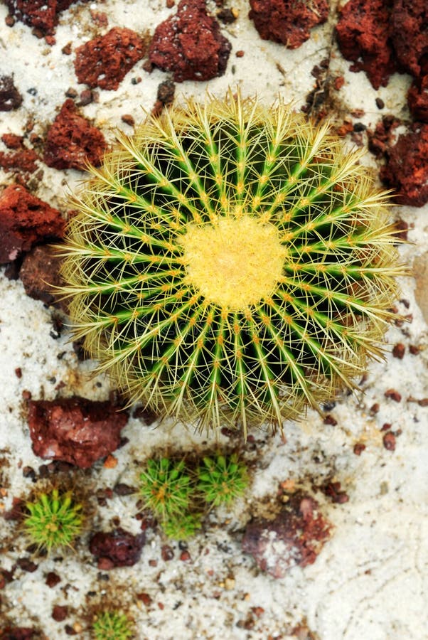 Cactus family stock image. Image of family, garden, vegetation - 4063119