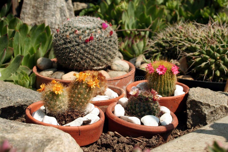 The cactus family stock image. Image of blossom, clay - 5671823