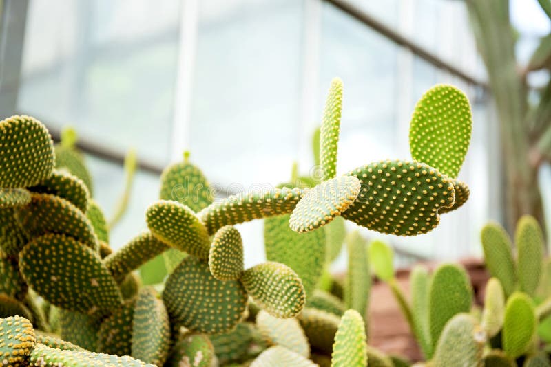 Cactus Family, Barrel Cactus Stock Photo - Image of family, landscape ...