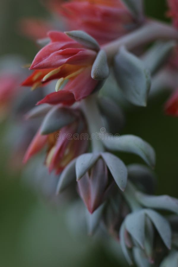 Cactus Family Red Flowers in Natural Lighting Stock Photo - Image of ...