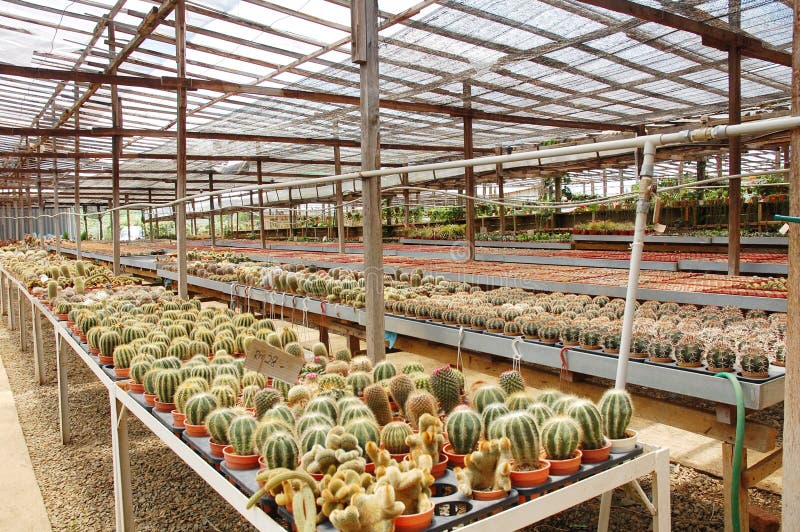 Cactus farm stock photo. Image of background, environment - 16847076