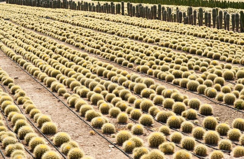 Cactus farm stock image. Image of tropical, plantation - 19976213