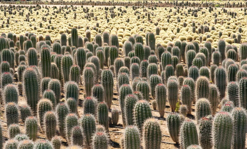 Cactus farm stock image. Image of plantation, tropical - 19976245