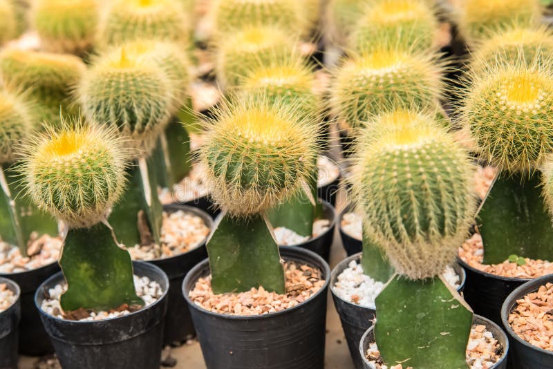 Cactus farm in greenhouse. stock image. Image of closeup - 70333411