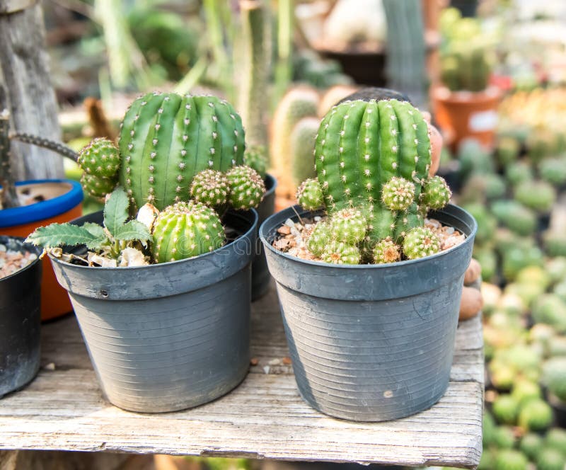 Cactus farm in greenhouse. stock image. Image of houseplant - 70333471