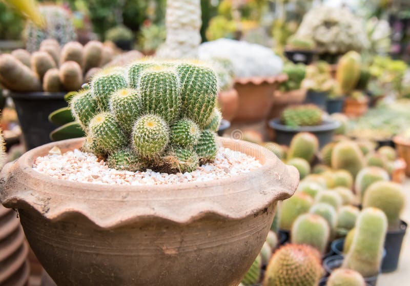 Cactus farm in greenhouse. stock photo. Image of desert - 70333498