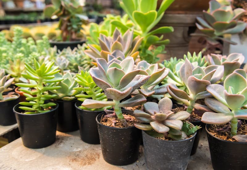 Cactus farm in greenhouse. stock image. Image of botanical - 70333501