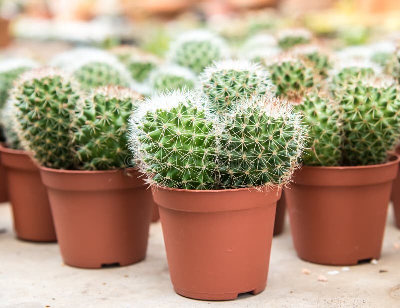 Cactus farm in greenhouse. stock image. Image of extreme - 70333707
