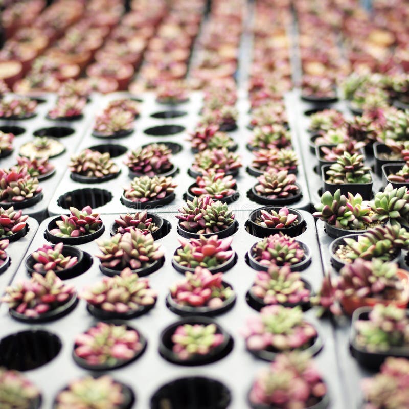 Cactus farm stock image. Image of small, plant, green - 104784643