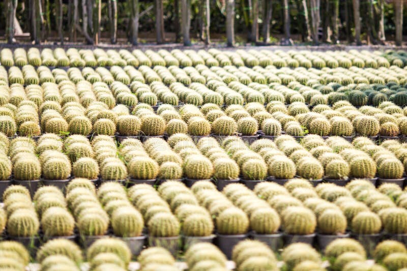 This is the cactus farm. stock photo. Image of cactus - 182240016