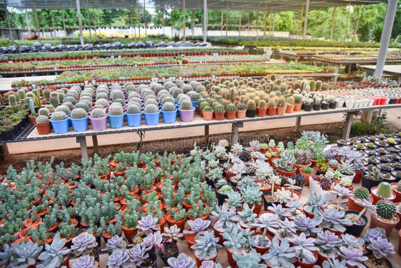 Cactus farm stock image. Image of botany, flora, cactus - 97768371