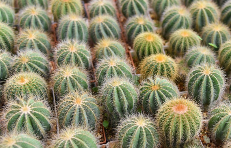 Cactus farm stock photo. Image of botany, succulents - 95876936