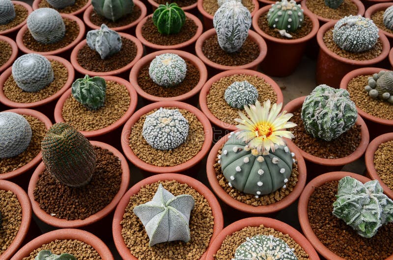 Cactus farm stock image. Image of tropical, plantation - 19976213