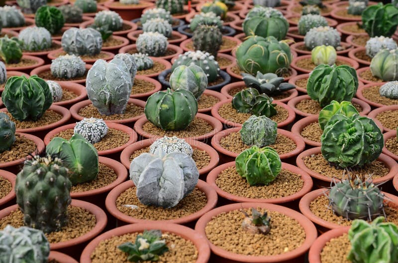 Cactus Farm Selective Focus Stock Photo - Image of botanical, giant ...