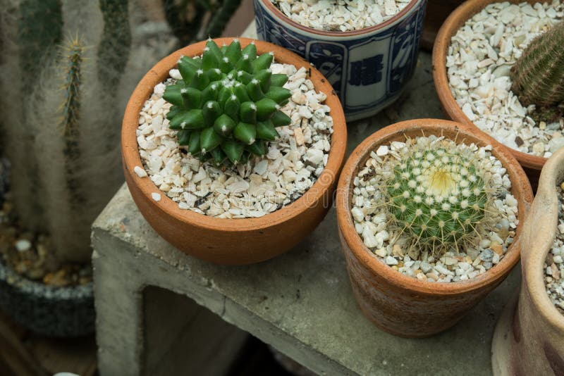 Cactus Farm, Small Cactus, Cactus Nursery Stock Photo - Image of ...