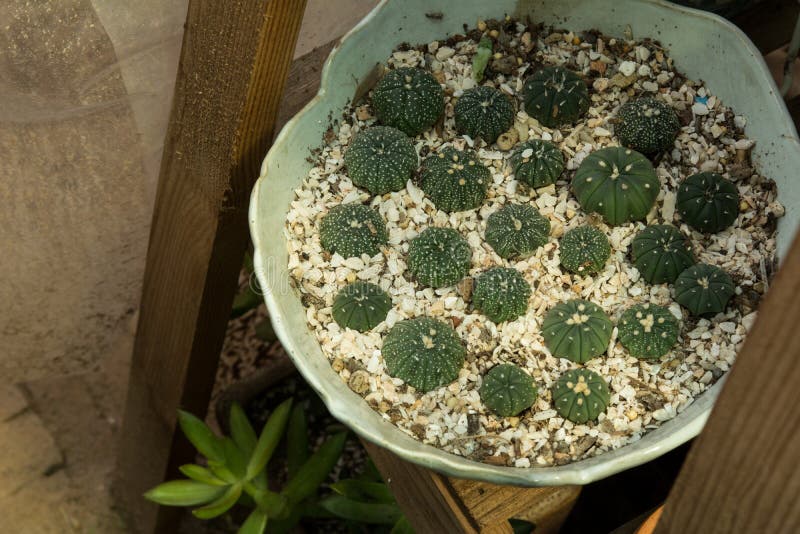 Cactus Farm, Small Cactus, Cactus Nursery Stock Image - Image of ...