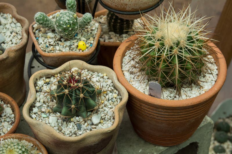 Cactus Farm, Small Cactus, Cactus Nursery Stock Photo - Image of plant ...