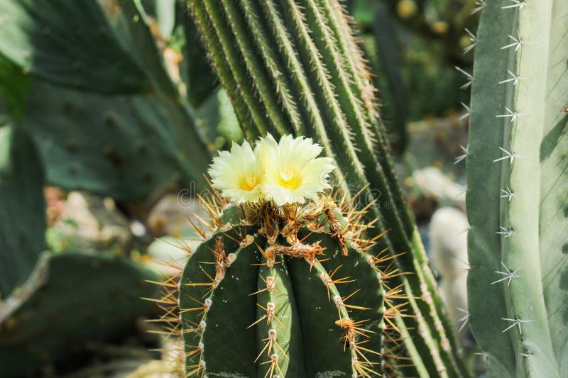 Cactus Ferocactus Pilosus Round with Thorns in the Desert Close-up ...