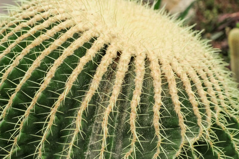 Cactus Ferocactus Pilosus Round Thorns Desert Close Up Stock Photos ...