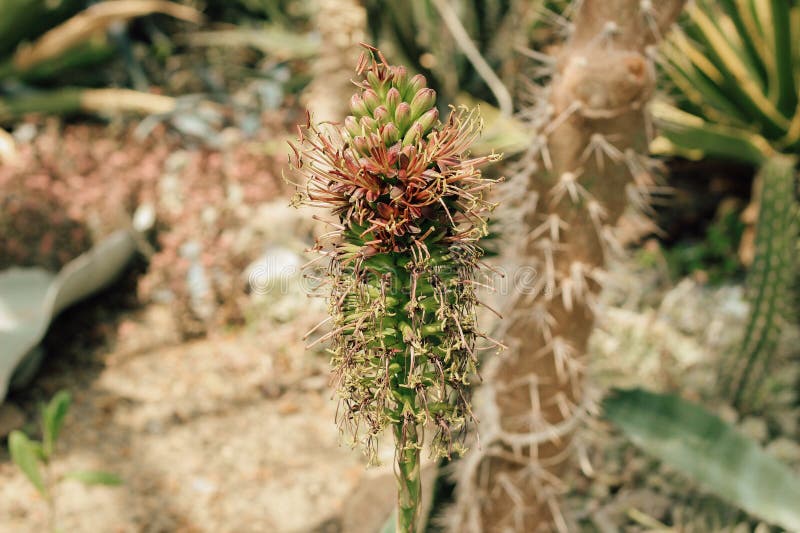 Cactus Ferocactus Pilosus Round with Thorns in the Desert Close-up ...