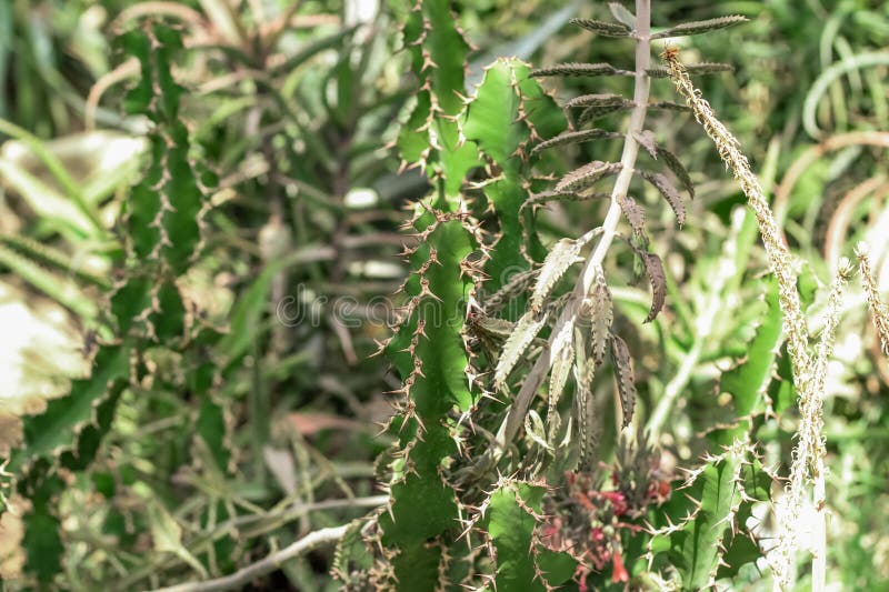 Cactus Ferocactus Pilosus Round with Thorns in the Desert Close-up ...