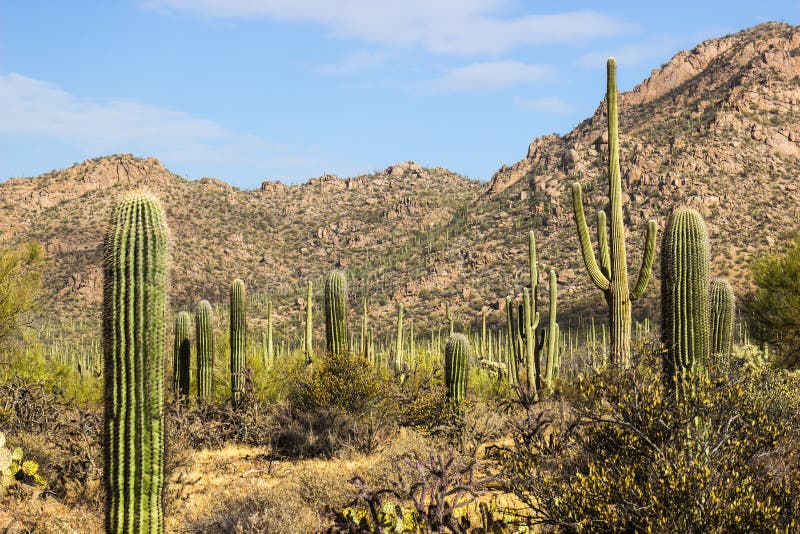Cactus in Arizona desert stock photo. Image of remoteness - 8150712