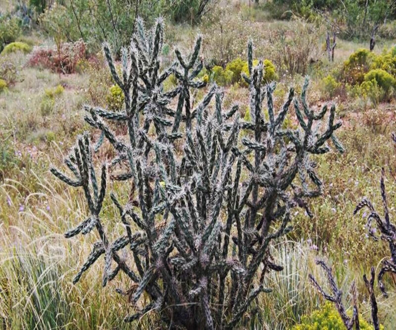 Cactus in a Field with Grass Stock Image - Image of outdoors, back ...