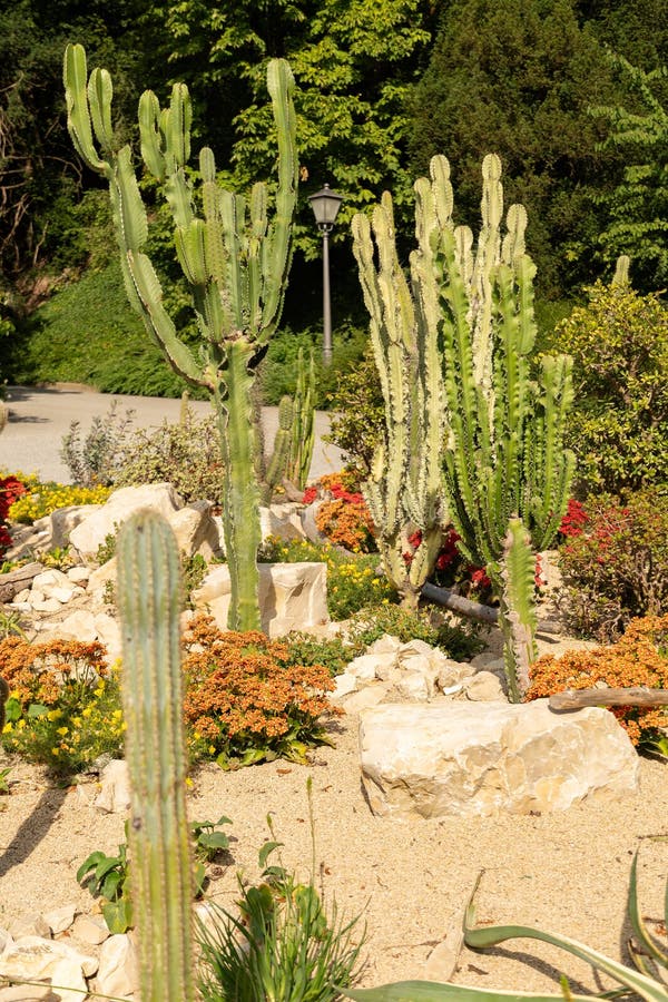 Cactus Field in a Park in Mainau in Germany Stock Image - Image of ...