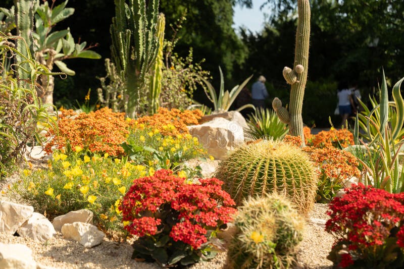 Cactus Field in a Park in Mainau in Germany Stock Image - Image of ...