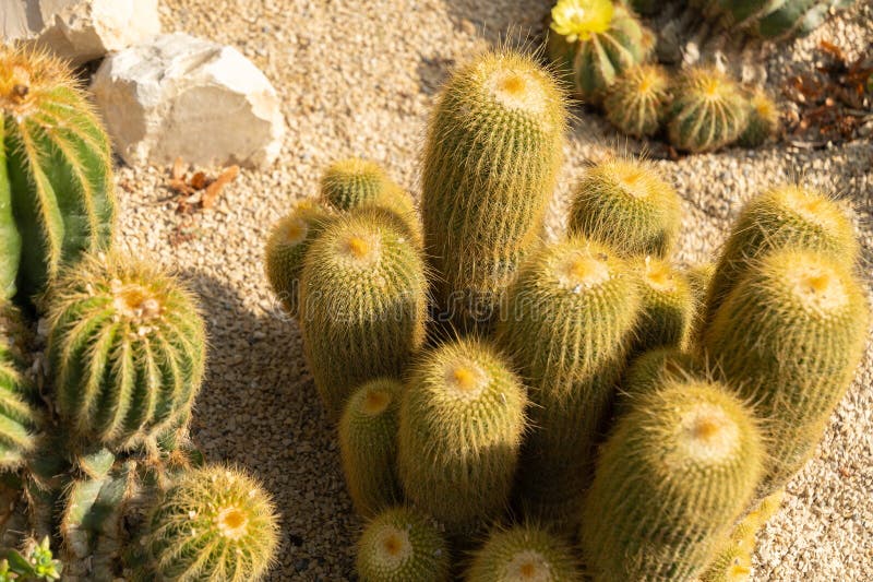 Cactus Field in a Park in Mainau in Germany Stock Photo - Image of ...