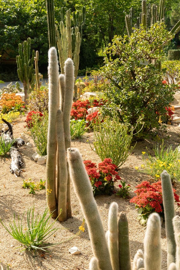 Cactus Field in a Park in Mainau in Germany Stock Photo - Image of ...