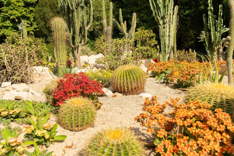 Cactus Field in a Park in Mainau in Germany Stock Photo - Image of ...
