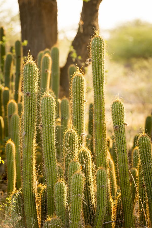 Cactus Field stock photo. Image of natural, botanic, succulent - 70280690