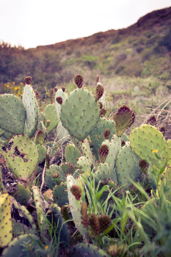 Cactus field stock photo. Image of needles, west, wild - 50680416