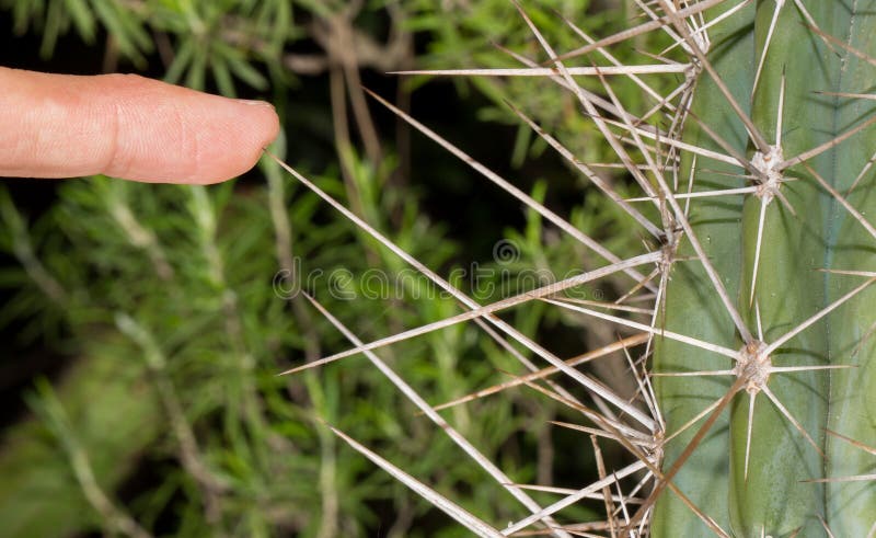 Cactus and finger, danger! stock photo. Image of hurt - 42202162