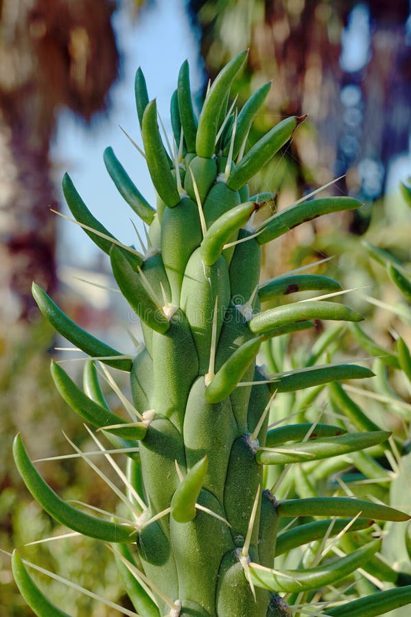 Cactus fleuri image stock. Image du flore, île, centrale - 49082513