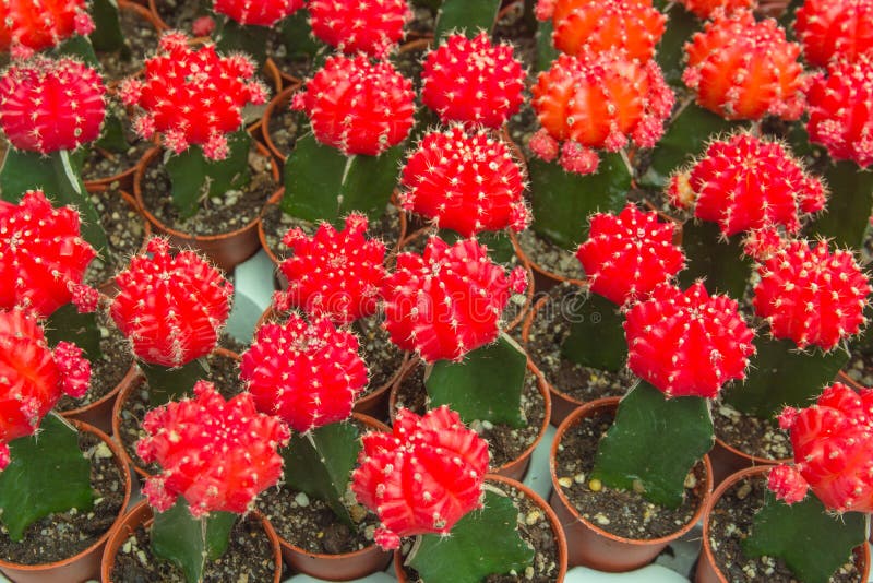 Cactus Floreciente Rojo Floreciente Imagen de archivo - Imagen de flor ...