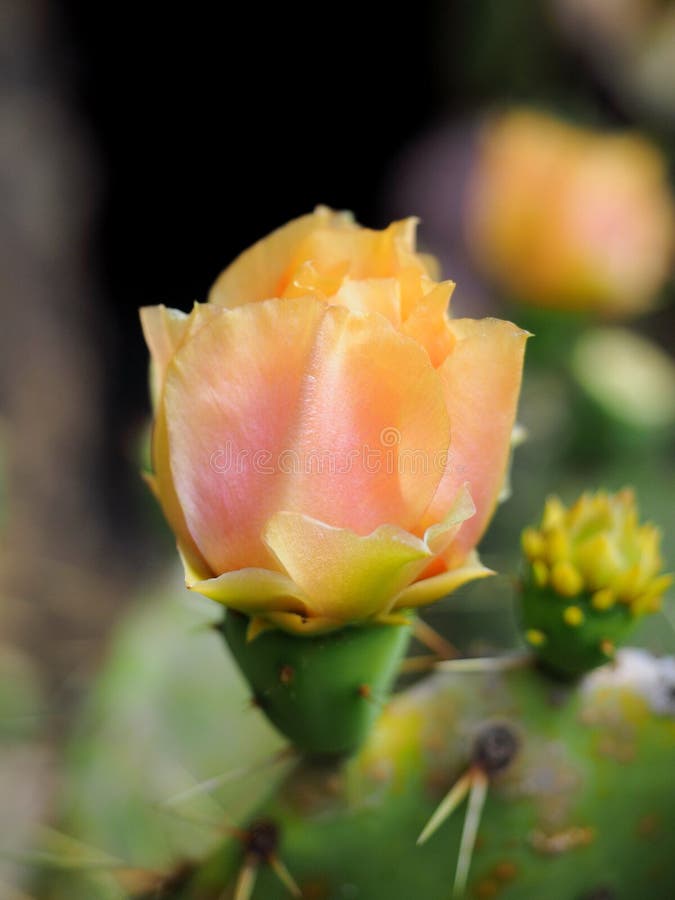 Orange Cactus Flower stock image. Image of botanical, nature - 147421