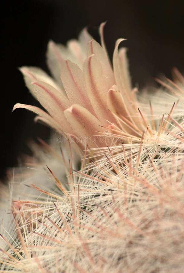 Cactus flower stock photo. Image of flora, grand, garden - 14632656