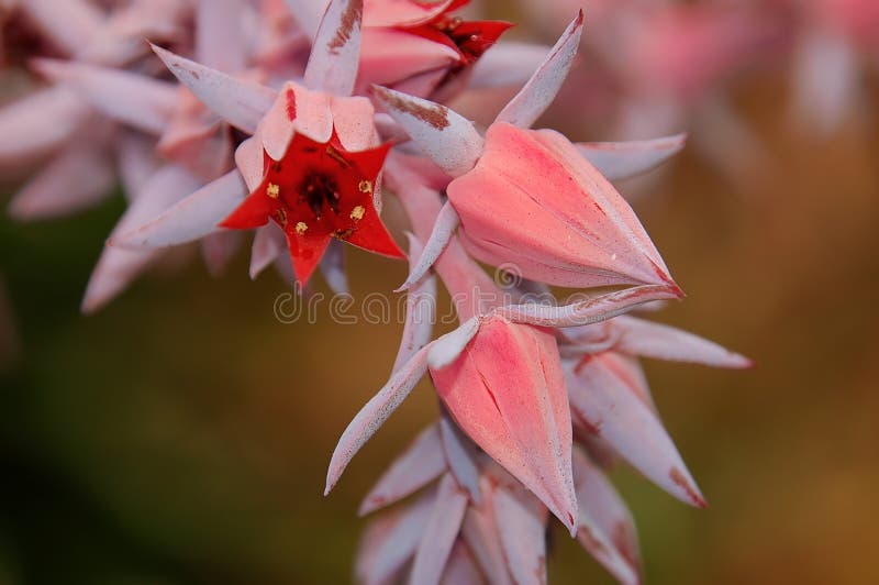 Cactus Flower stock image. Image of pretty, youth, garden - 177845