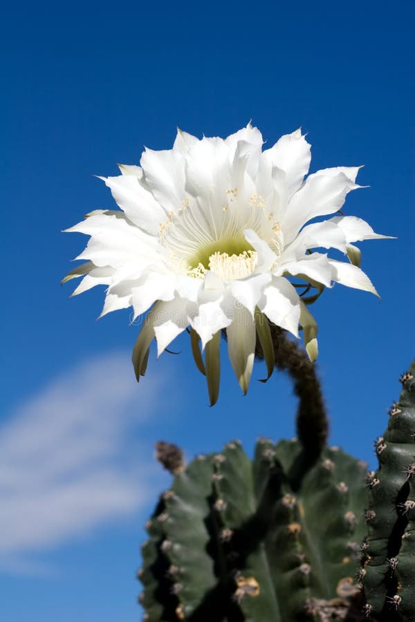 Cactus Flower stock image. Image of flower, ground, spines - 56495