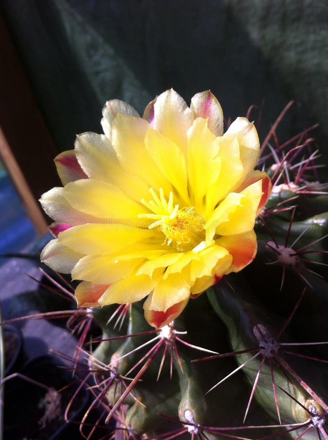 Cactus flower stock photo. Image of plants, flower, nature - 43590538