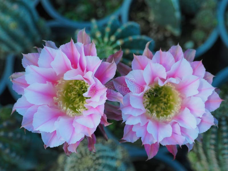 Cactus flower. stock image. Image of yellow, beauty, sharp - 90838313