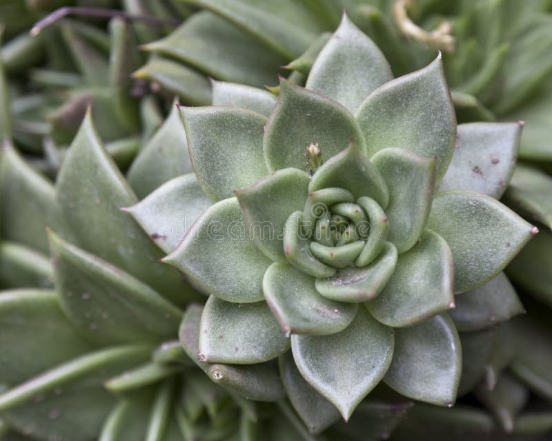 Cactus Flower Background stock photo. Image of background - 36064266