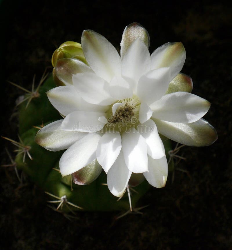 683 Faint Flower Stock Photos - Free & Royalty-Free Stock Photos from ...