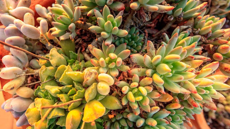 Cactus flower bed stock photo. Image of succulent, cactus - 110458248