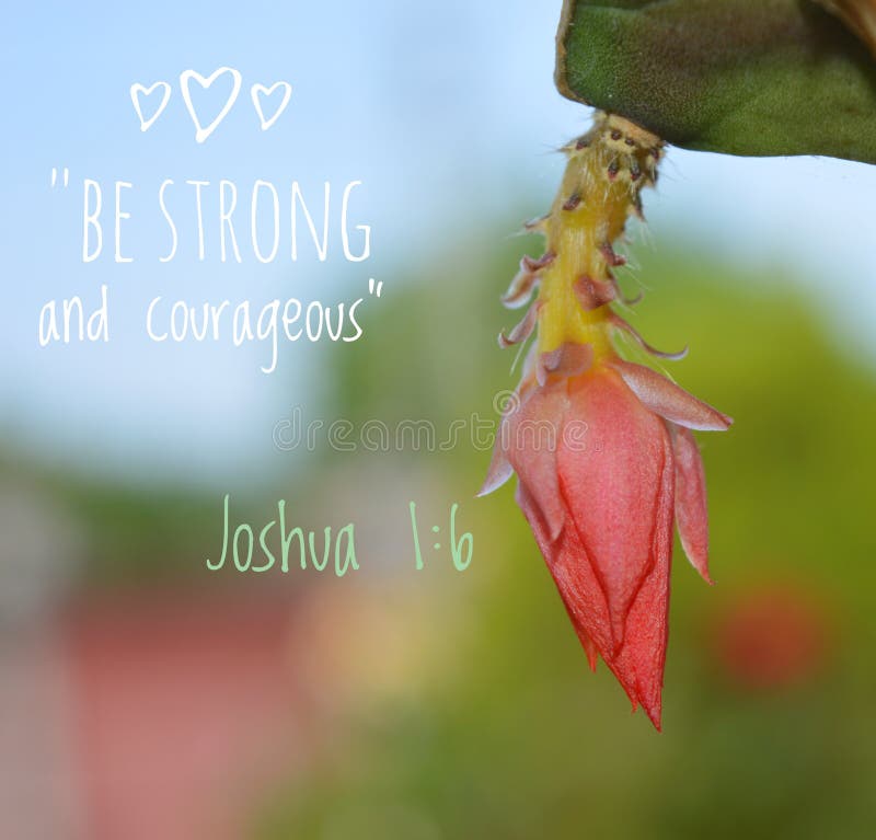 Cactus Flower with Bible Verse. Stock Image - Image of flower, leaf ...