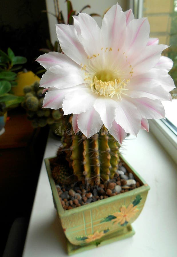 Cactus flower stock image. Image of nature, blossom, blooming - 95656357