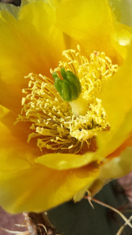 Cactus flower stock photo. Image of cactus, gold, fall - 45888494