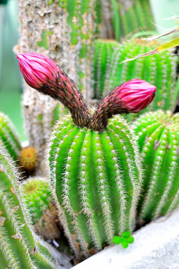 Cactus flower blooming stock image. Image of desert, gardens - 72878405
